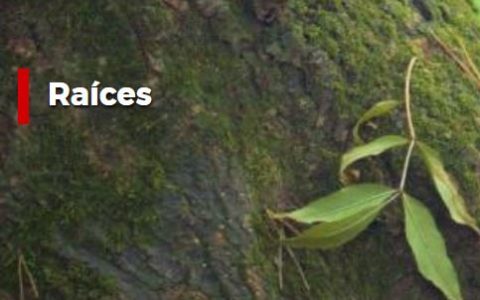 ROBLE-RAÍCES | Colegio Infanta Leonor